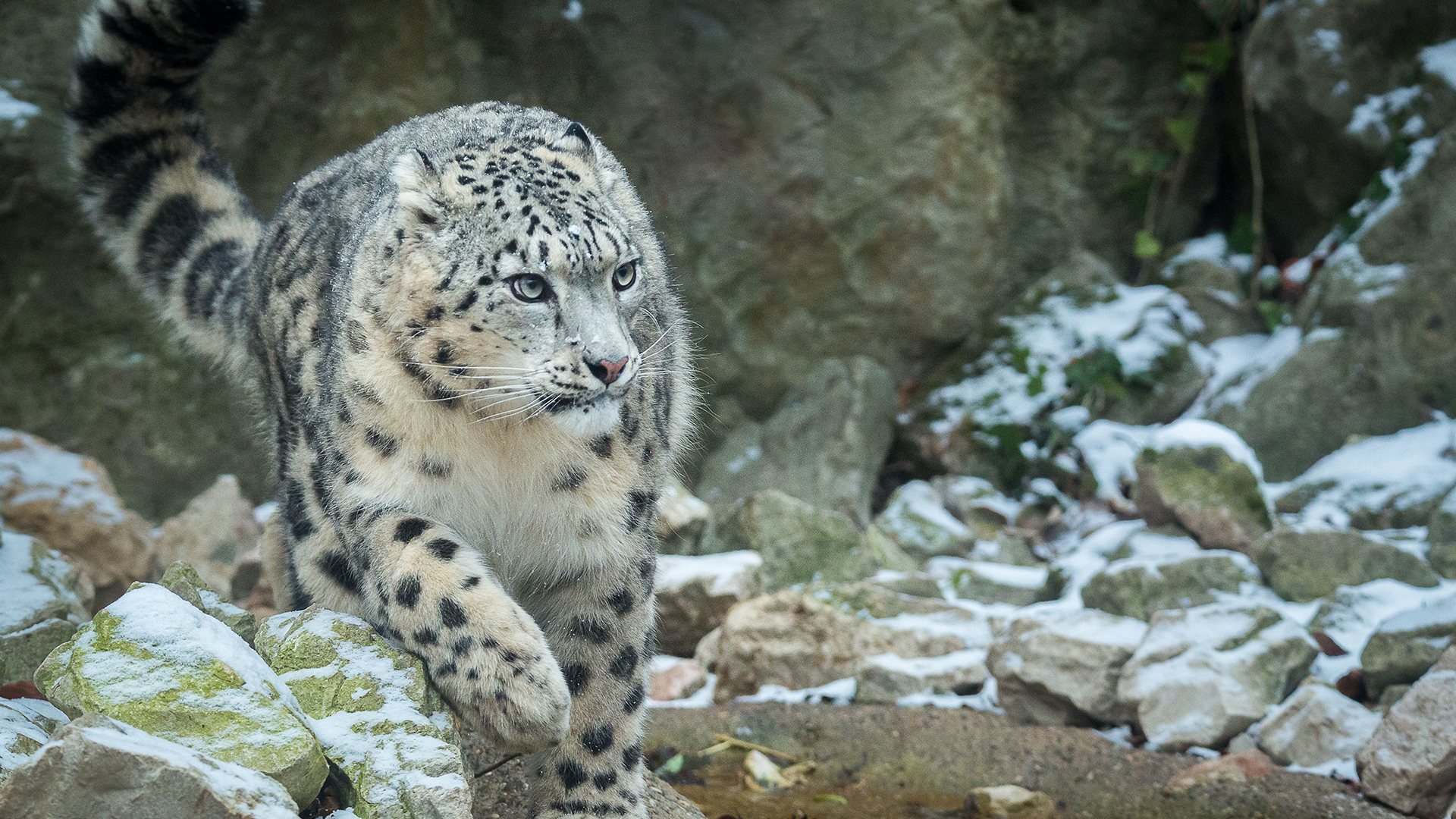 Panth re Des Neiges Zoo De Mulhouse Parc Zoologique Et Botanique