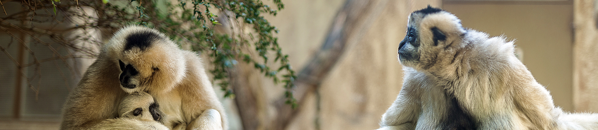 Les programmes d'élevage ex-situ (EEP) ⋆ Zoo de Mulhouse, parc ...