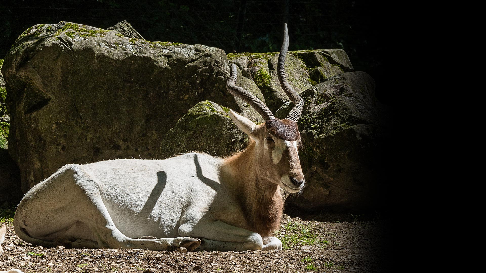 Addax ⋆ Zoo de Mulhouse, parc zoologique et botanique