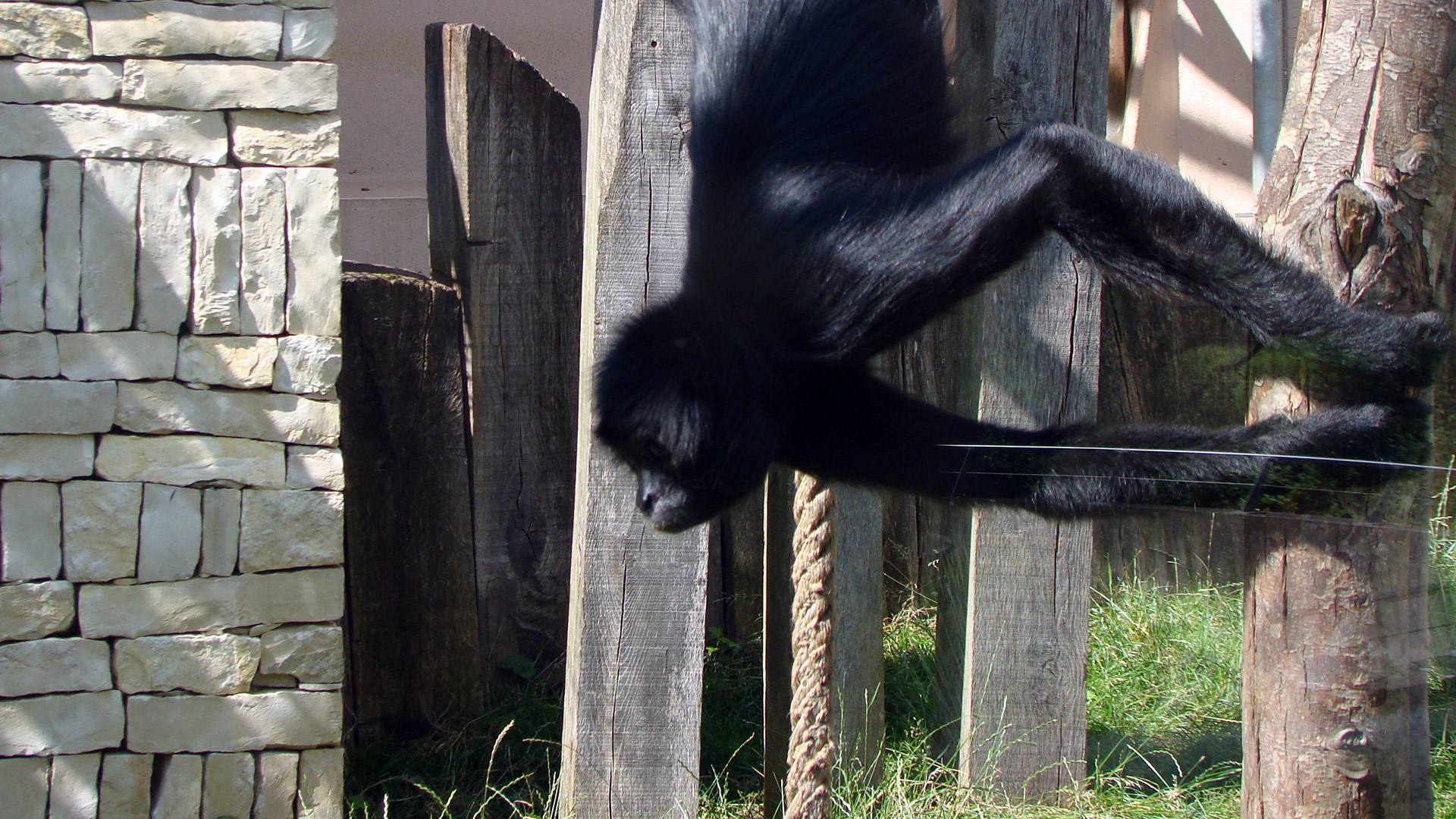 Atèle noir de Colombie ⋆ Zoo de Mulhouse, parc zoologique et botanique