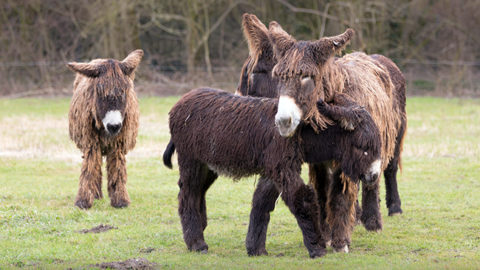 Baudet du Poitou ⋆ Zoo de Mulhouse, parc zoologique et botanique