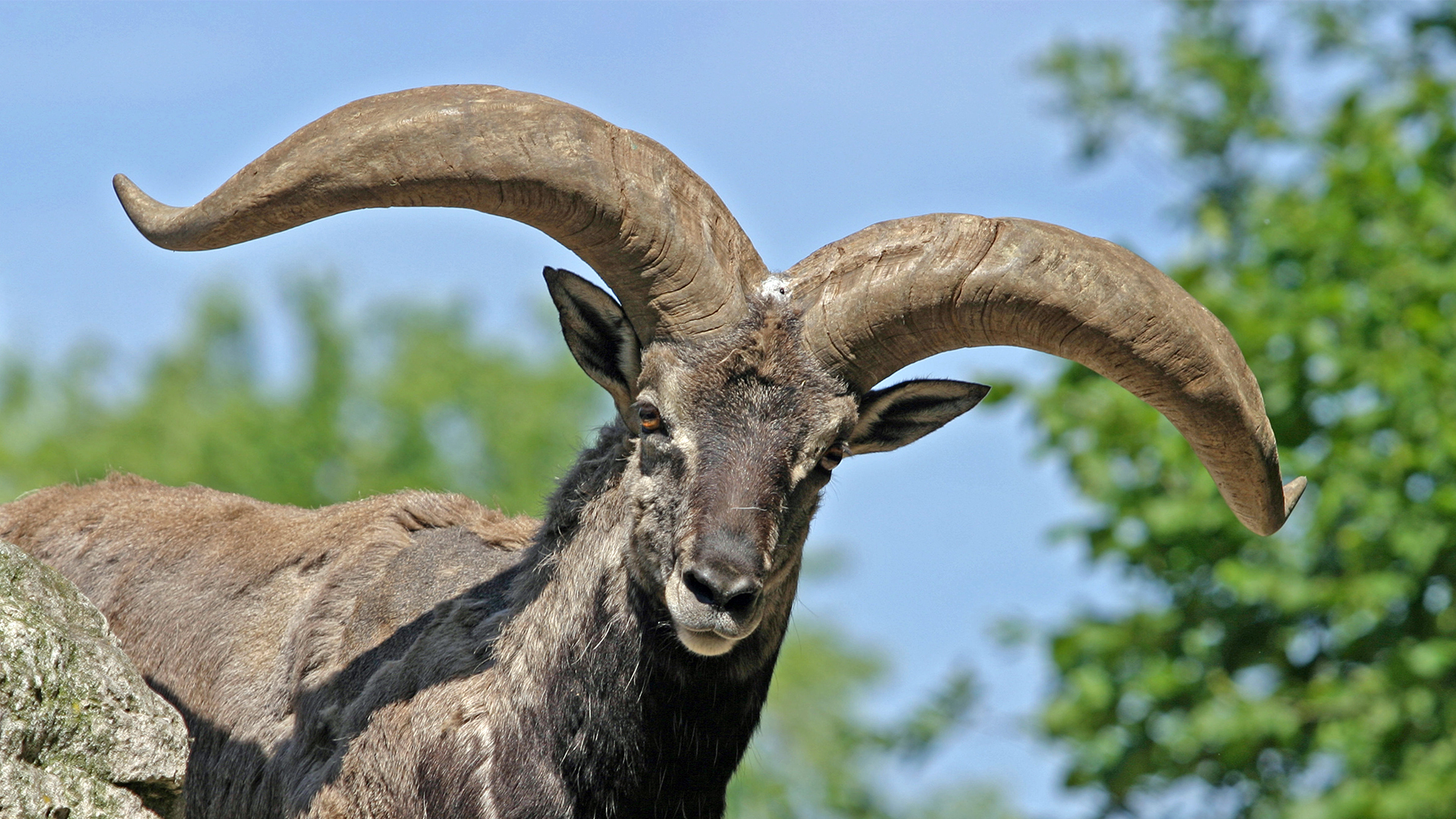 [X-post from r/HardcoreNature] Snow Leopard tackles a Bharal off a ...
