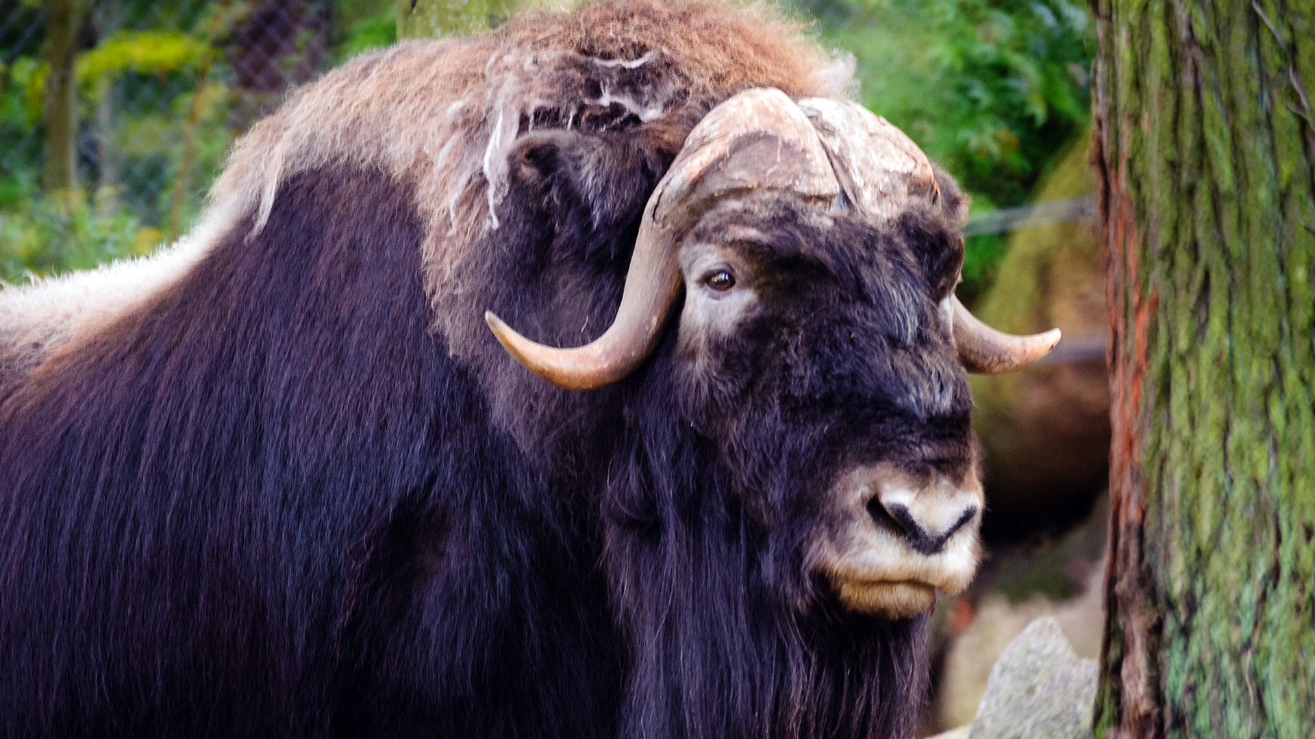 Bœuf musqué ⋆ Zoo de Mulhouse, parc zoologique et botanique