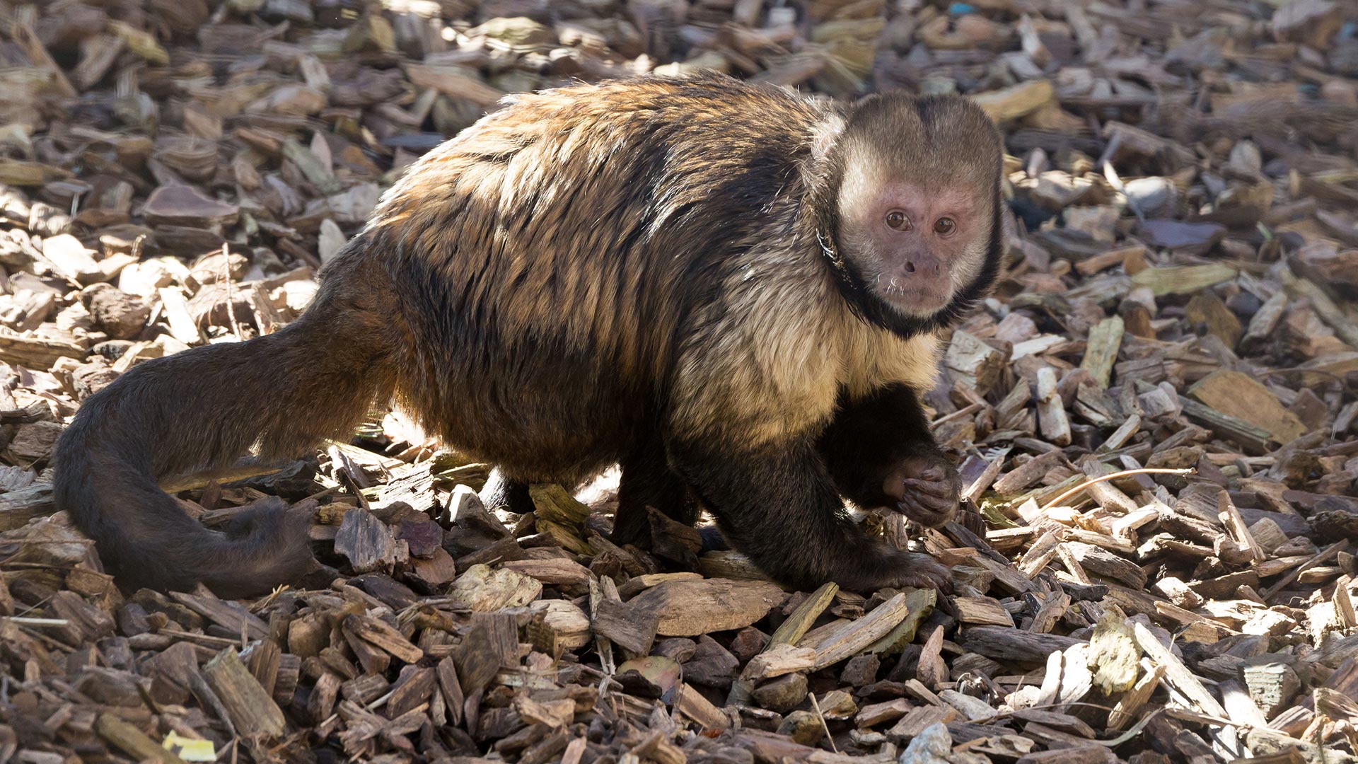 Capucin à poitrine jaune ⋆ Zoo de Mulhouse, parc zoologique et botanique