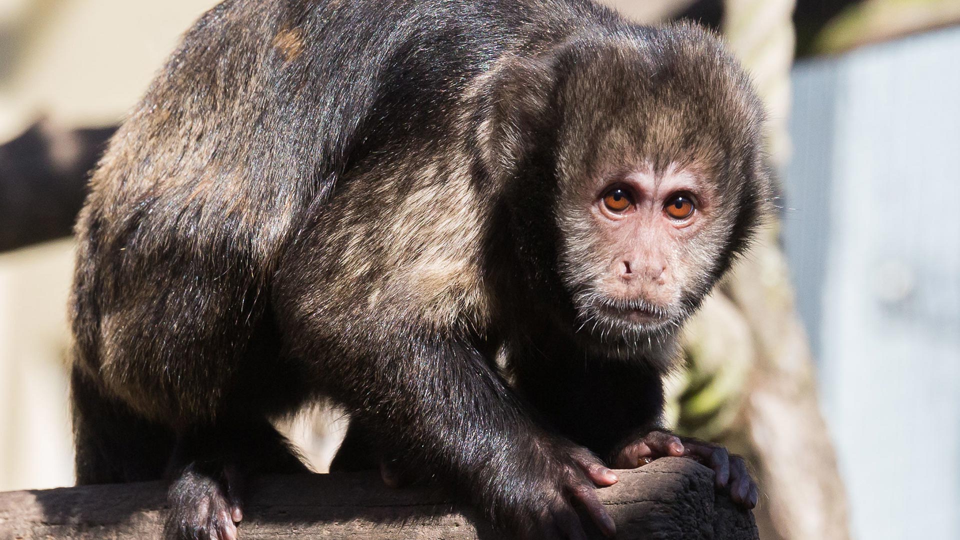 Buff-headed capuchin ⋆ Mulhouse Zoo, zoological and botanical park