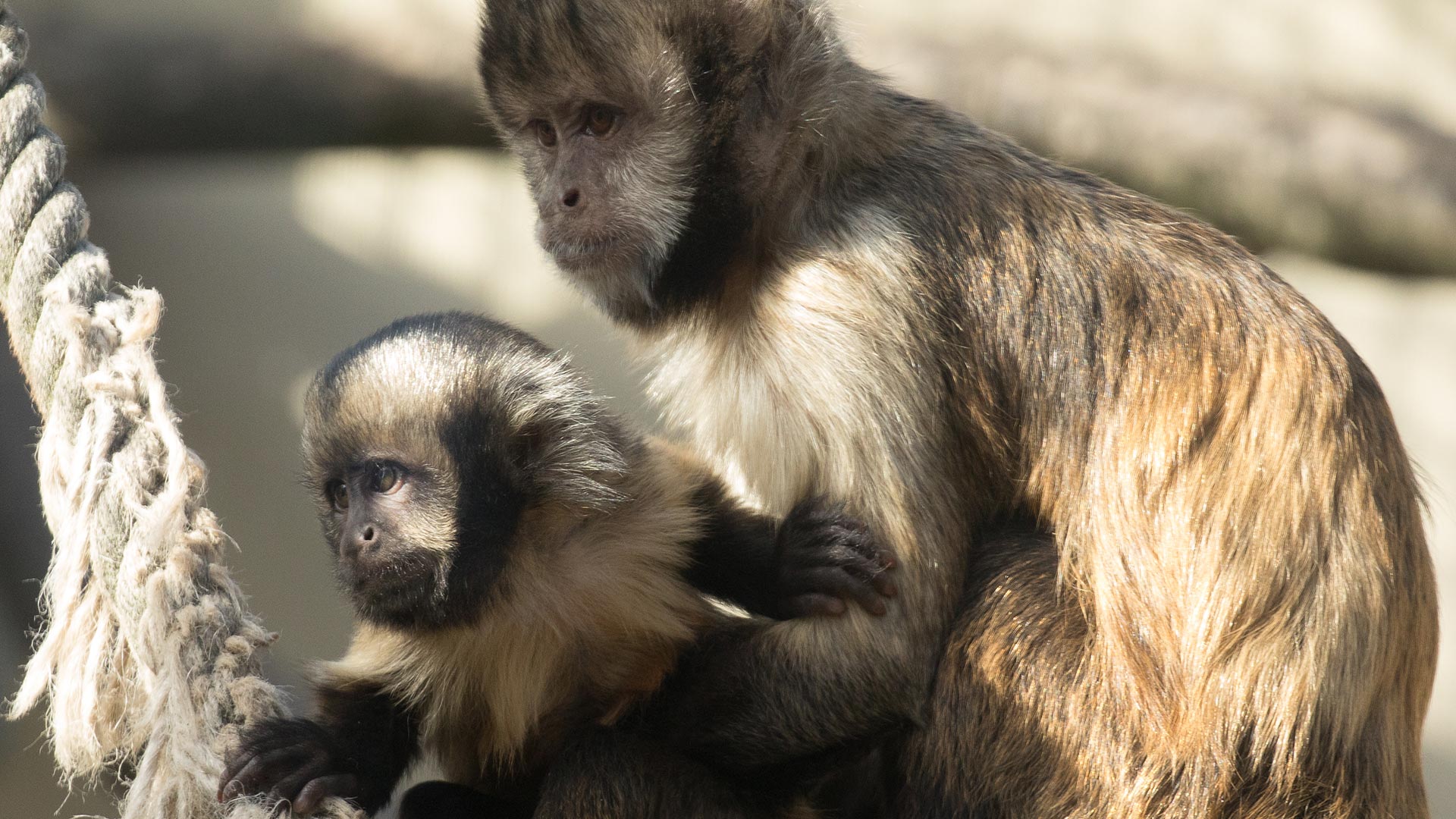 Capucin à poitrine jaune ⋆ Zoo de Mulhouse, parc zoologique et botanique