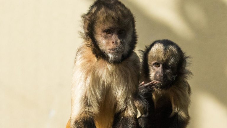 Buff-headed capuchin ⋆ Mulhouse Zoo, zoological and botanical park