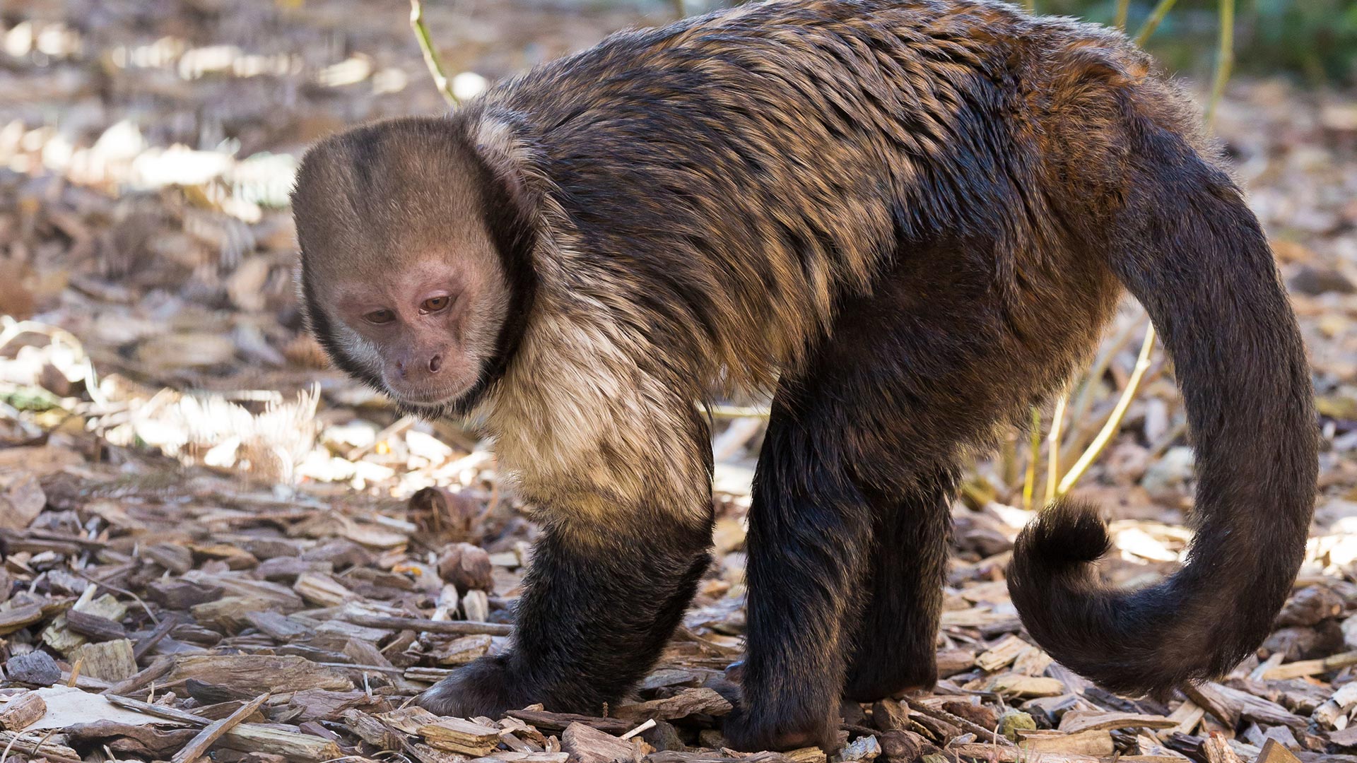 Capucin à poitrine jaune ⋆ Zoo de Mulhouse, parc zoologique et botanique