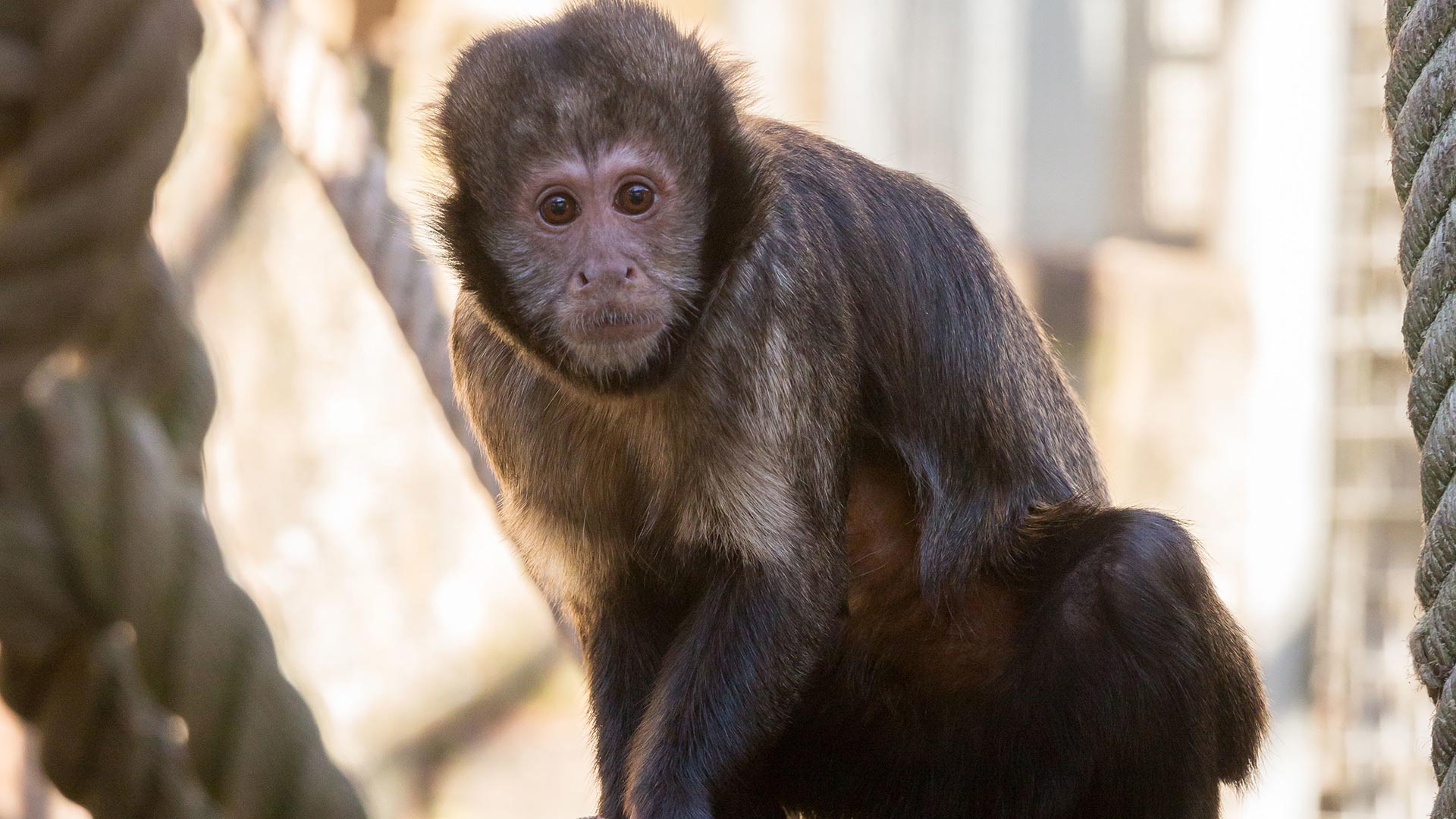 Capucin à poitrine jaune ⋆ Zoo de Mulhouse, parc zoologique et botanique