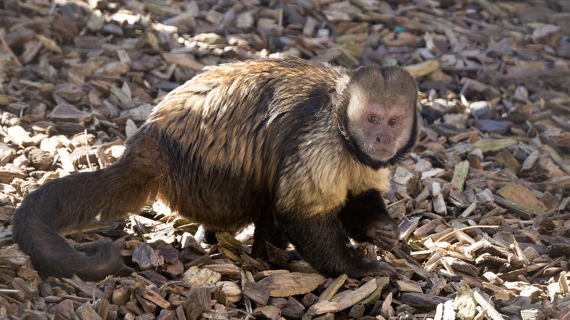 Capucin à poitrine jaune ⋆ Zoo de Mulhouse, parc zoologique et botanique