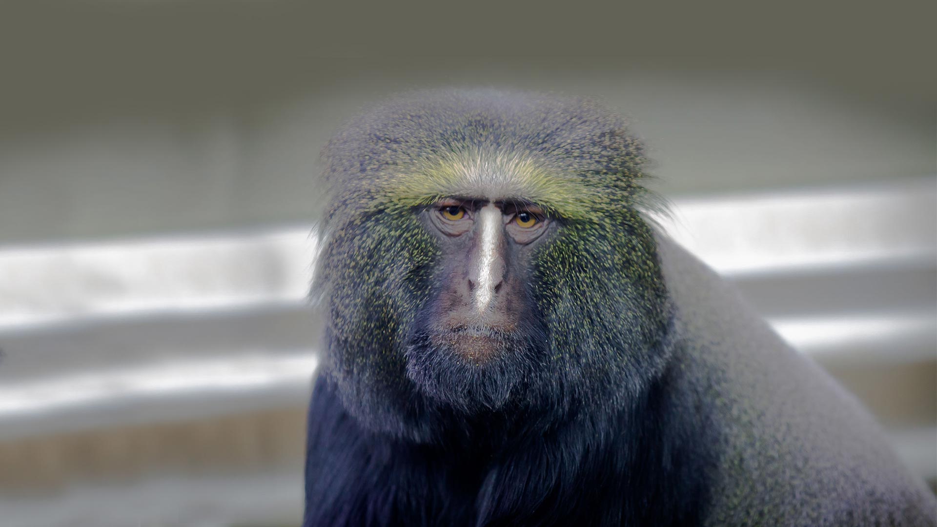 Hamlyn's monkey ⋆ Mulhouse Zoo, zoological and botanical park