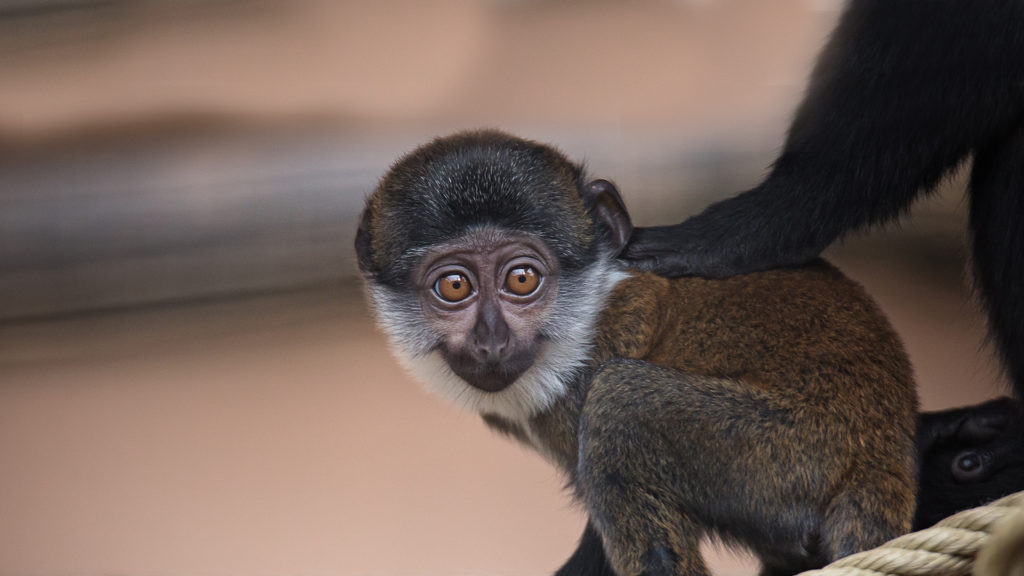 L'Hoest's monkey ⋆ Mulhouse Zoo, zoological and botanical park