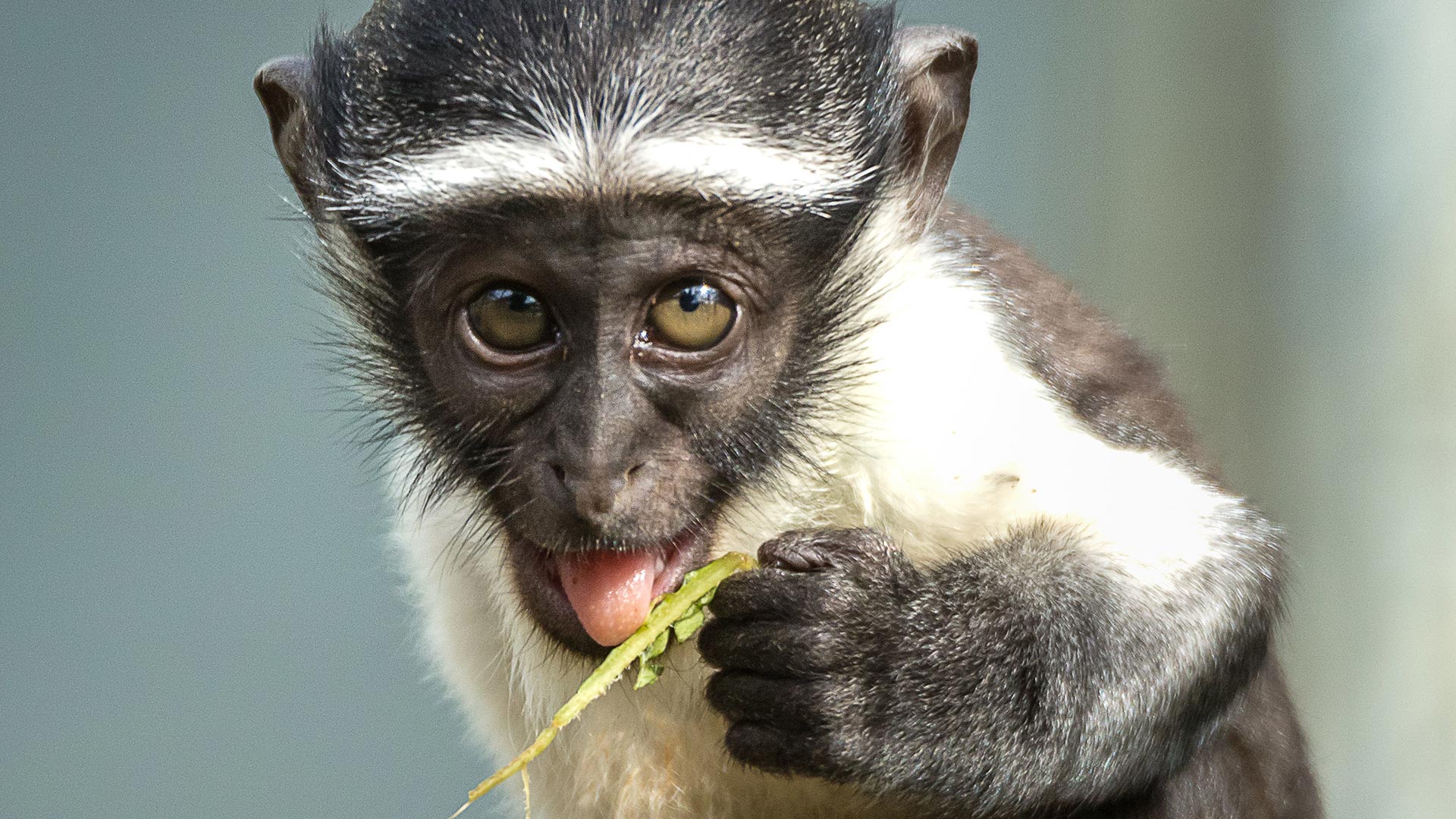 Cercopithèque de Roloway ⋆ Zoo de Mulhouse, parc zoologique et botanique