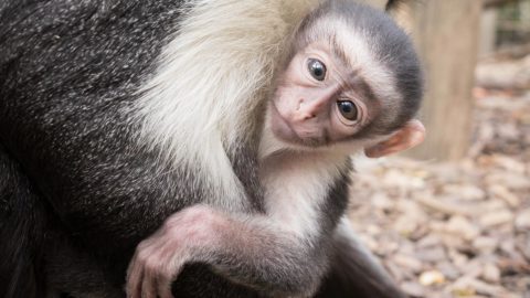 Cercopithèque de Roloway ⋆ Zoo de Mulhouse, parc zoologique et botanique