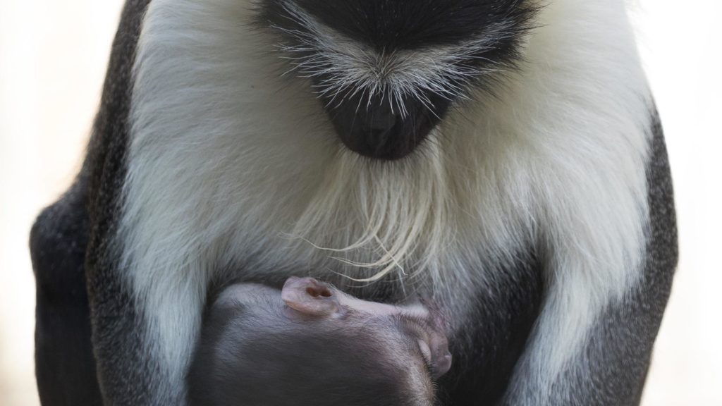Cercopithèque de Roloway ⋆ Zoo de Mulhouse, parc zoologique et botanique