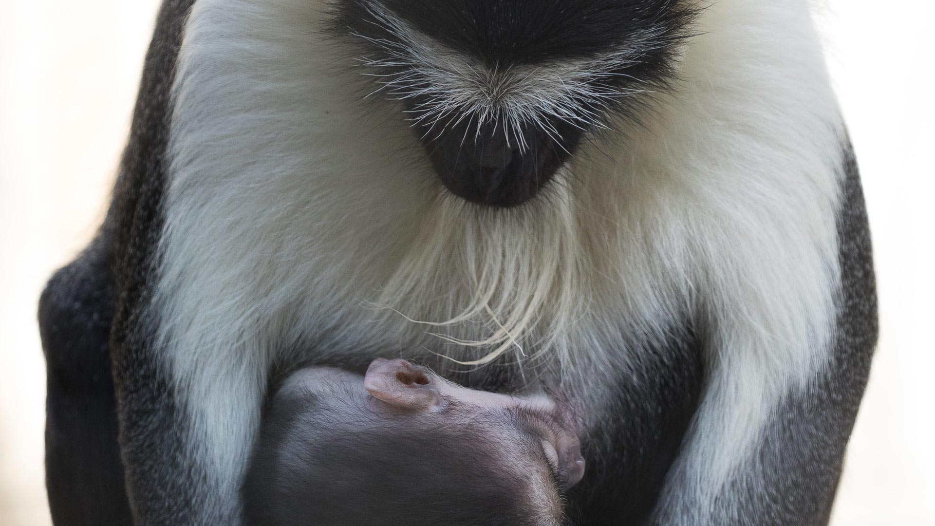 Cercopithèque de Roloway ⋆ Zoo de Mulhouse, parc zoologique et botanique