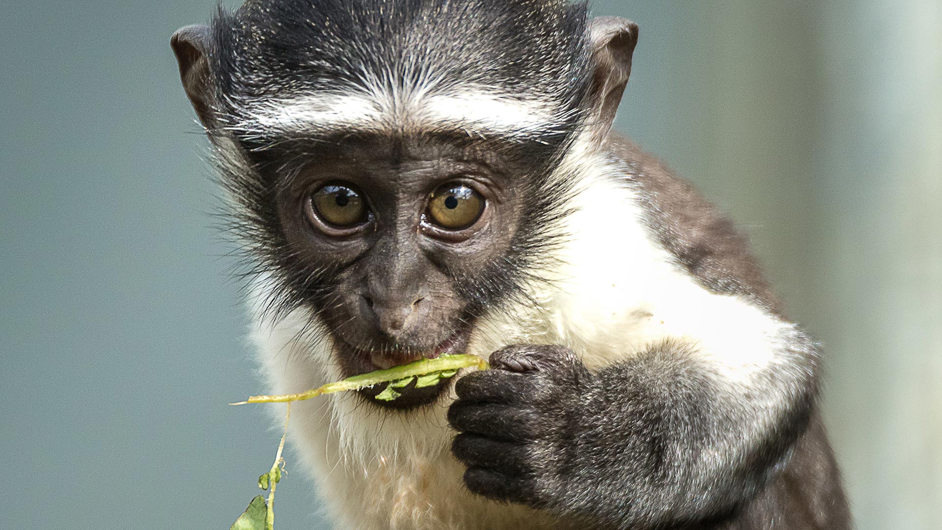 Cercopithèque de Roloway ⋆ Zoo de Mulhouse, parc zoologique et botanique