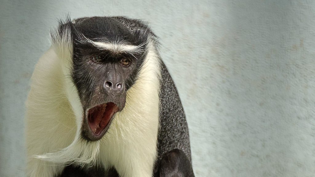 Cercopithèque de Roloway ⋆ Zoo de Mulhouse, parc zoologique et botanique
