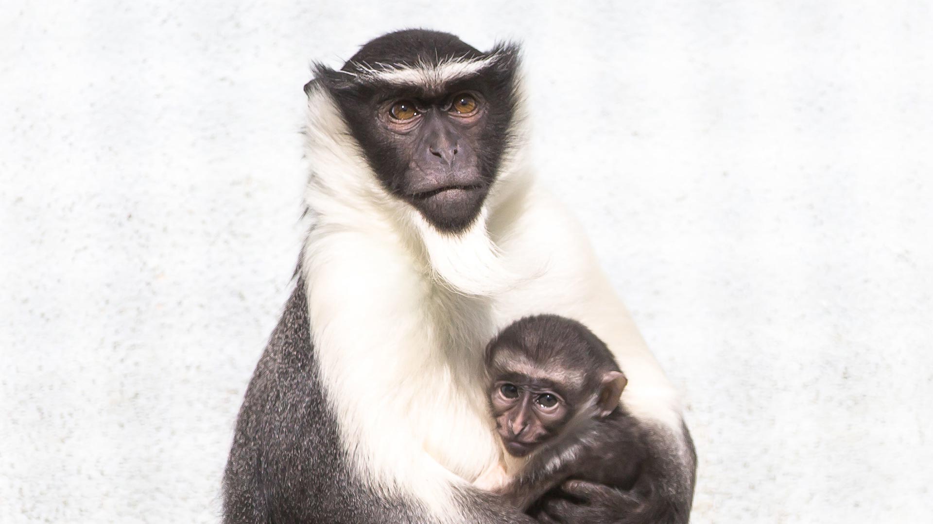 Cercopithèque de Roloway ⋆ Zoo de Mulhouse, parc zoologique et botanique