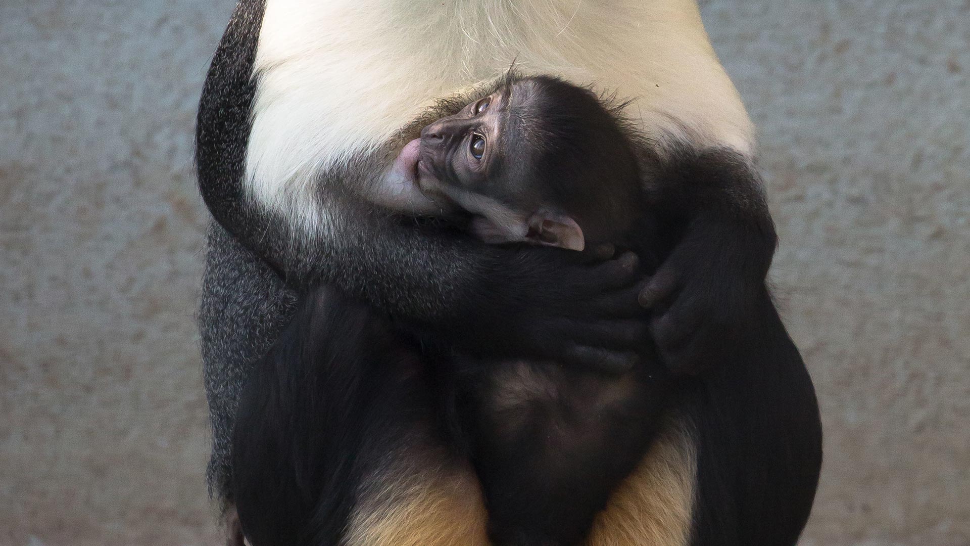 Cercopithèque de Roloway ⋆ Zoo de Mulhouse, parc zoologique et botanique