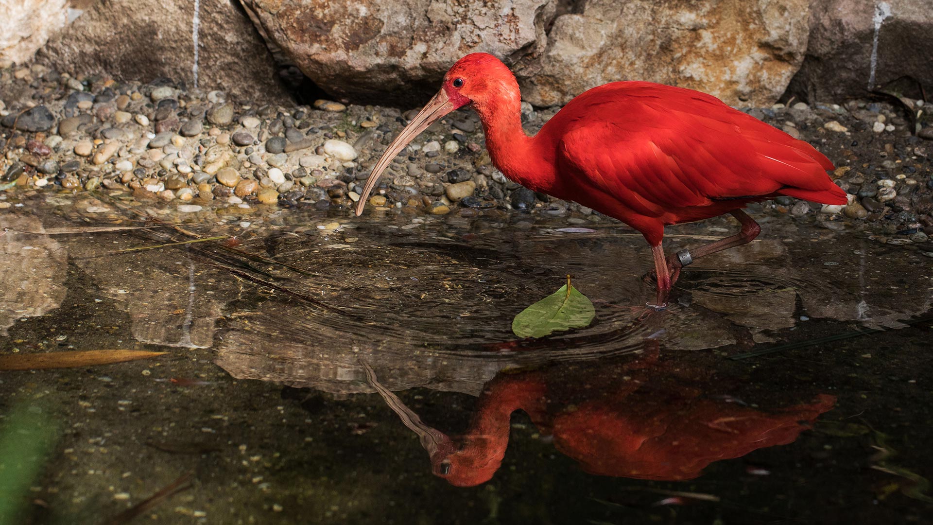 Ibis rouge ⋆ Zoo de Mulhouse, parc zoologique et botanique