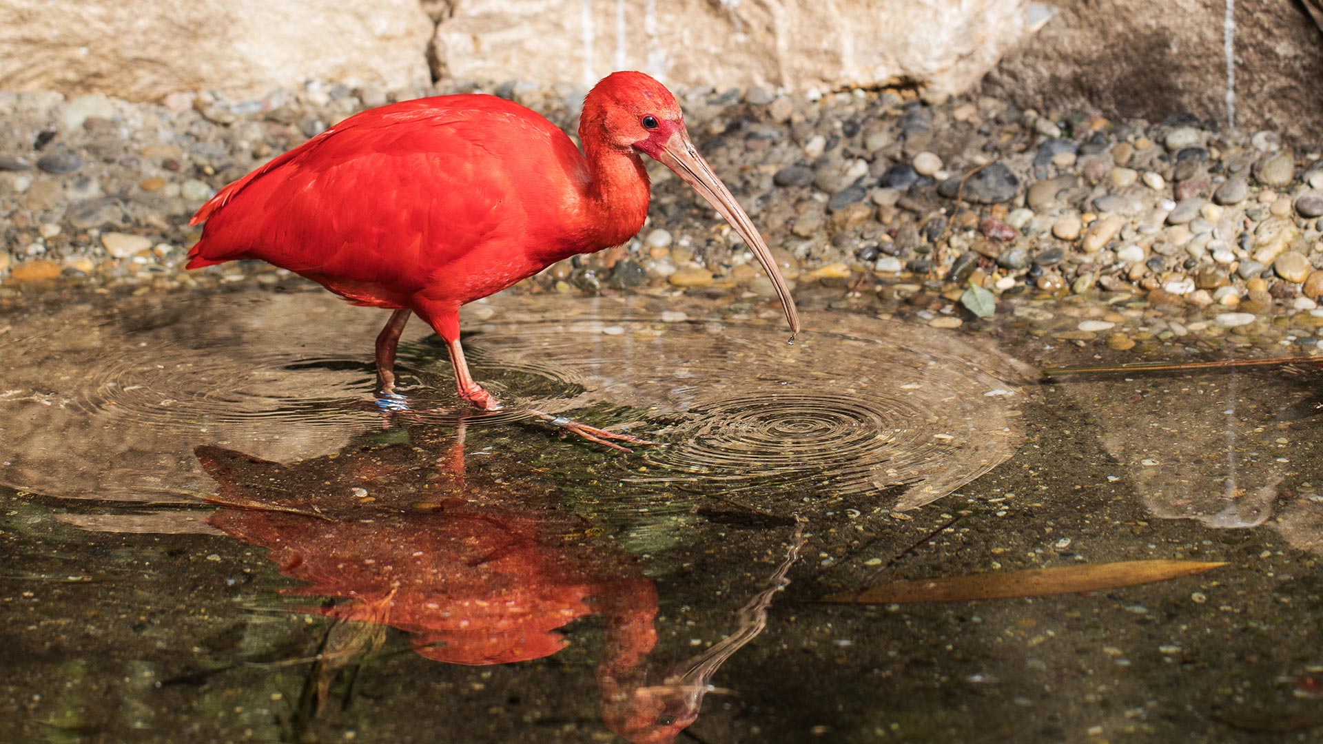 Ibis rouge ⋆ Zoo de Mulhouse, parc zoologique et botanique