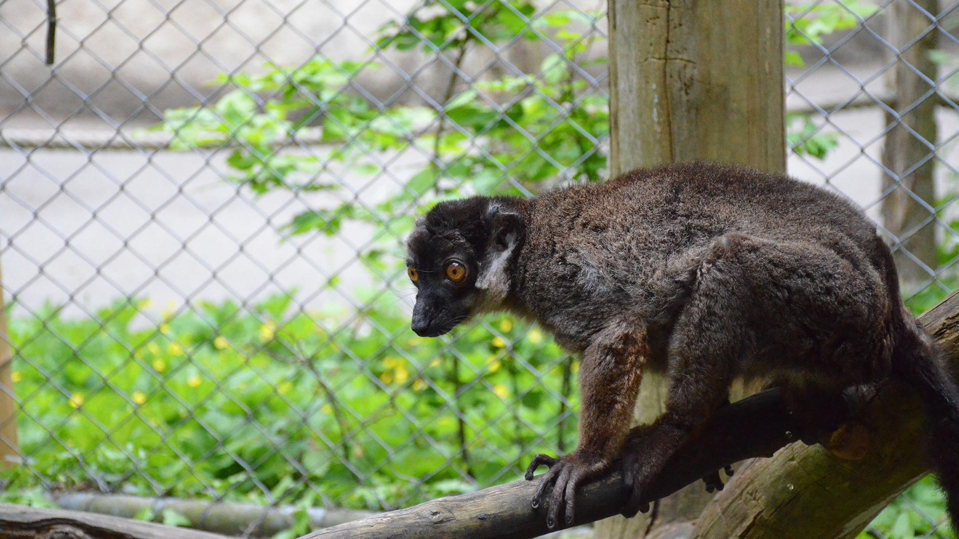Grey-headed lemur ⋆ Mulhouse Zoo, zoological and botanical park