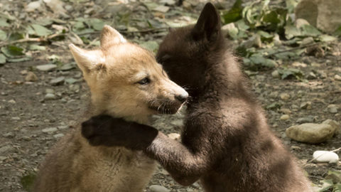 Loup du Canada ⋆ Zoo de Mulhouse, parc zoologique et botanique