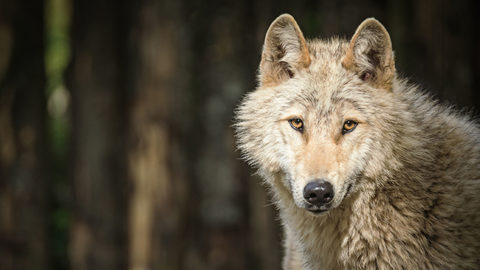 Loup du Canada ⋆ Zoo de Mulhouse, parc zoologique et botanique