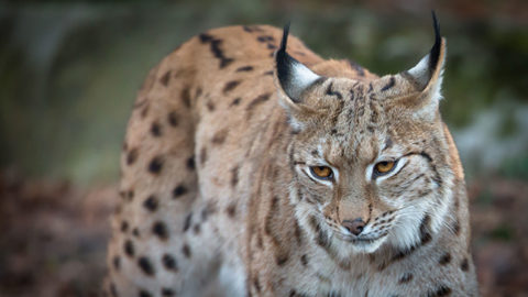 Lynx boréal ⋆ Zoo de Mulhouse, parc zoologique et botanique