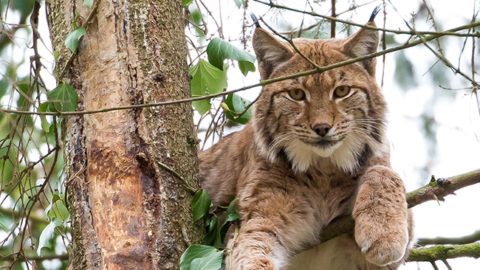 Lynx boréal ⋆ Zoo de Mulhouse, parc zoologique et botanique