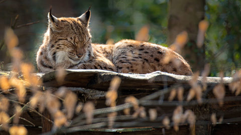 Lynx boréal ⋆ Zoo de Mulhouse, parc zoologique et botanique