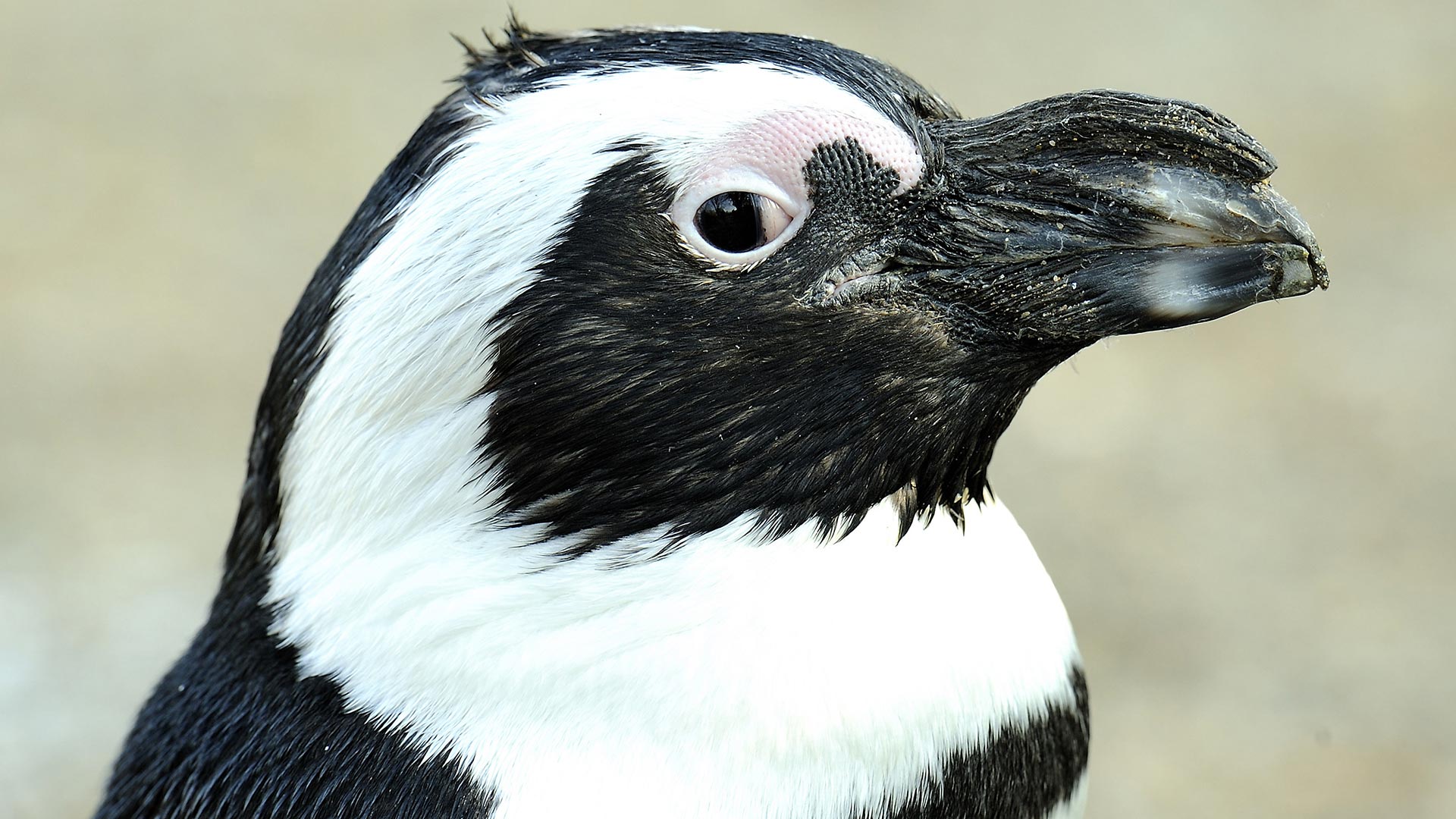 Manchot du Cap ⋆ Zoo de Mulhouse, parc zoologique et botanique