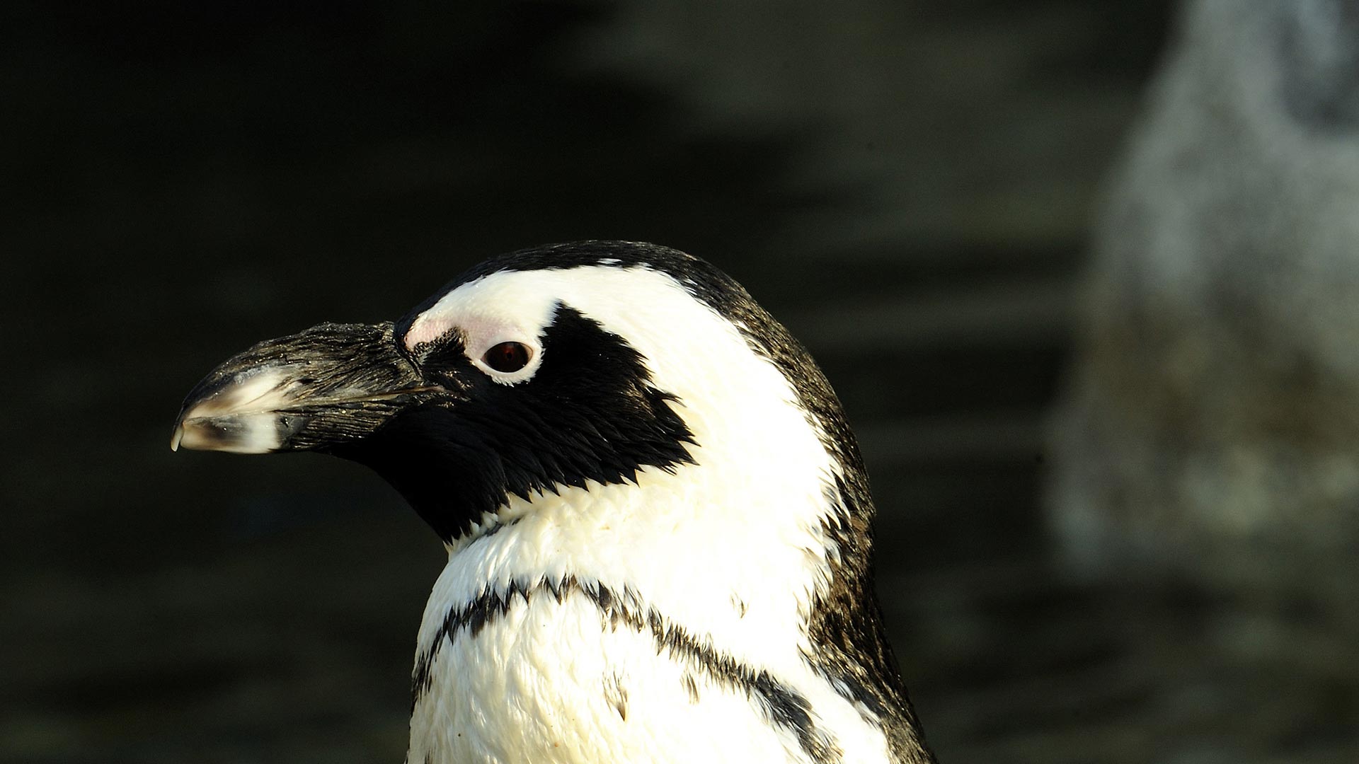 Manchot du Cap ⋆ Zoo de Mulhouse, parc zoologique et botanique