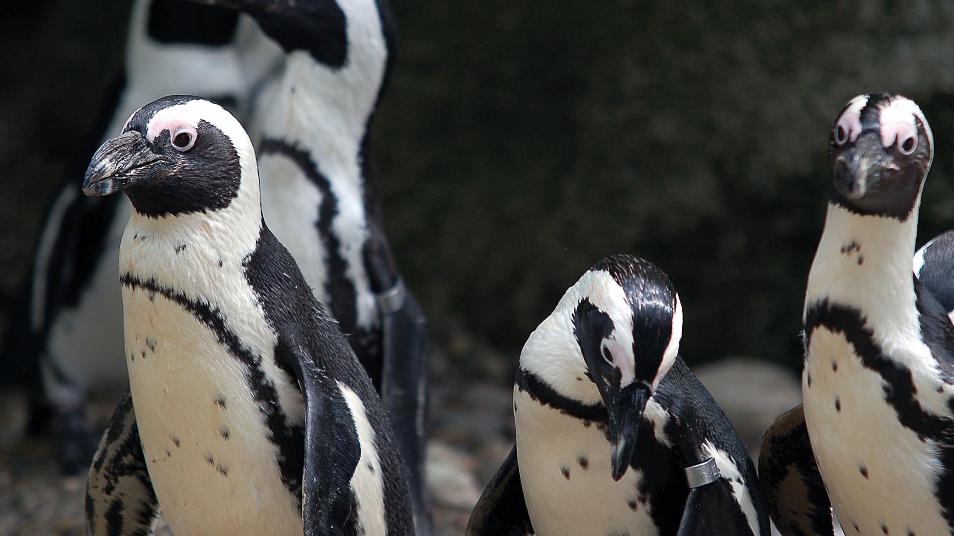 Manchot du Cap ⋆ Zoo de Mulhouse, parc zoologique et botanique