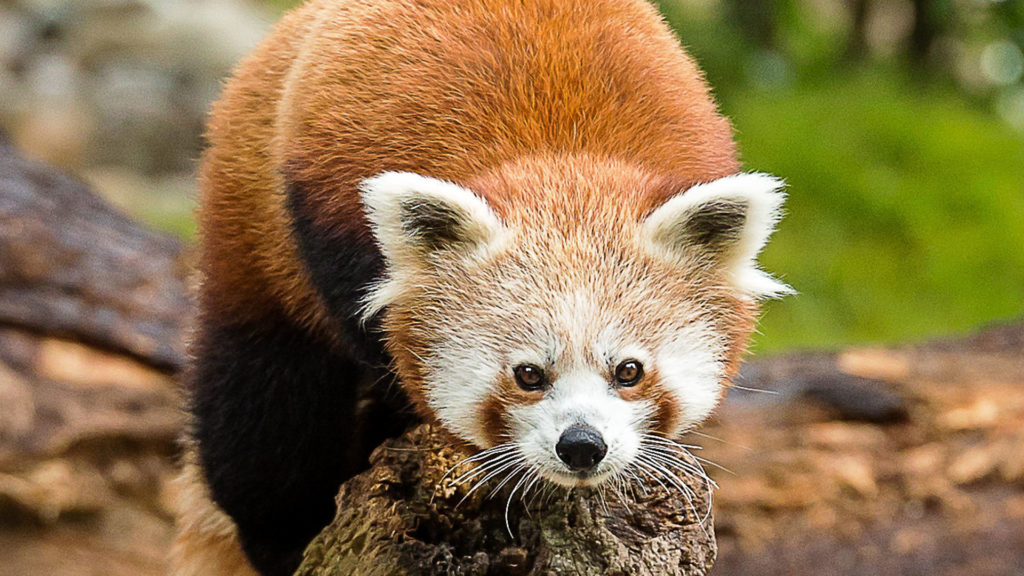 Red panda ⋆ Mulhouse Zoo, zoological and botanical park
