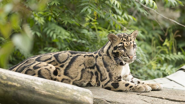 Panthère nébuleuse ⋆ Zoo de Mulhouse, parc zoologique et botanique