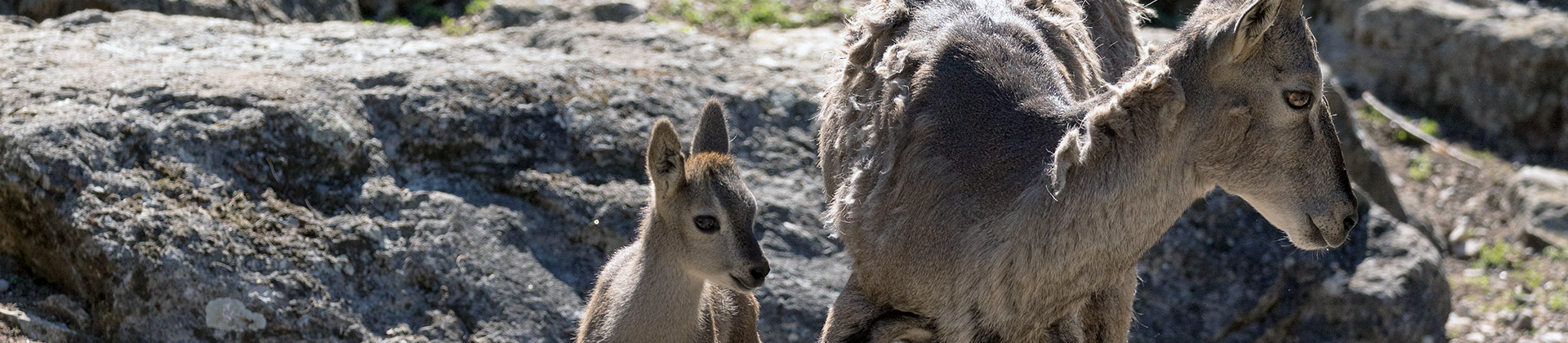 Reproduction et milieu de vie ⋆ Zoo de Mulhouse, parc zoologique et ...
