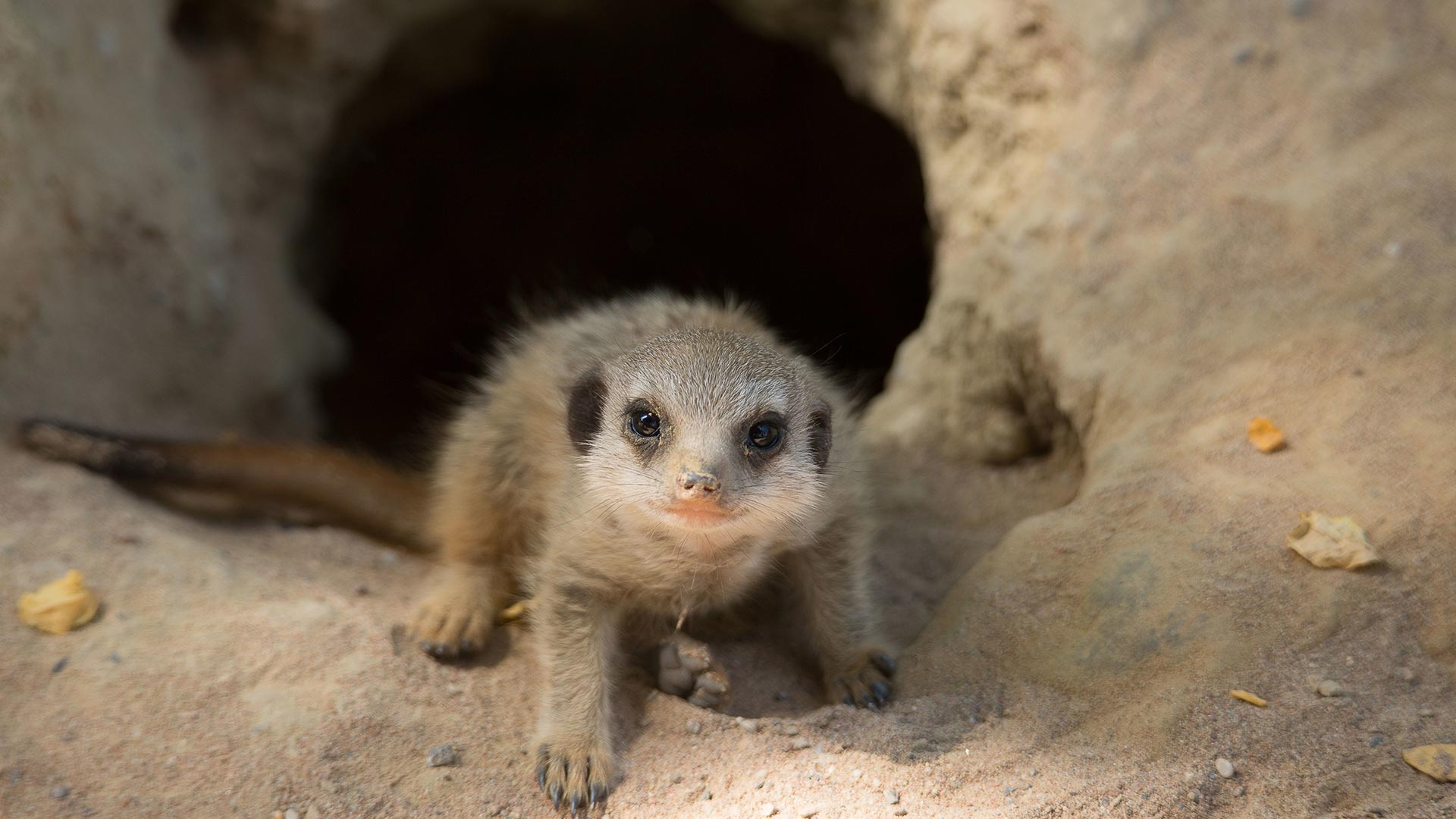 Reproduction et soins aux petits ⋆ Zoo de Mulhouse, parc zoologique et ...