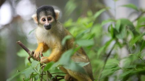Saïmiri de Bolivie ⋆ Zoo de Mulhouse, parc zoologique et botanique