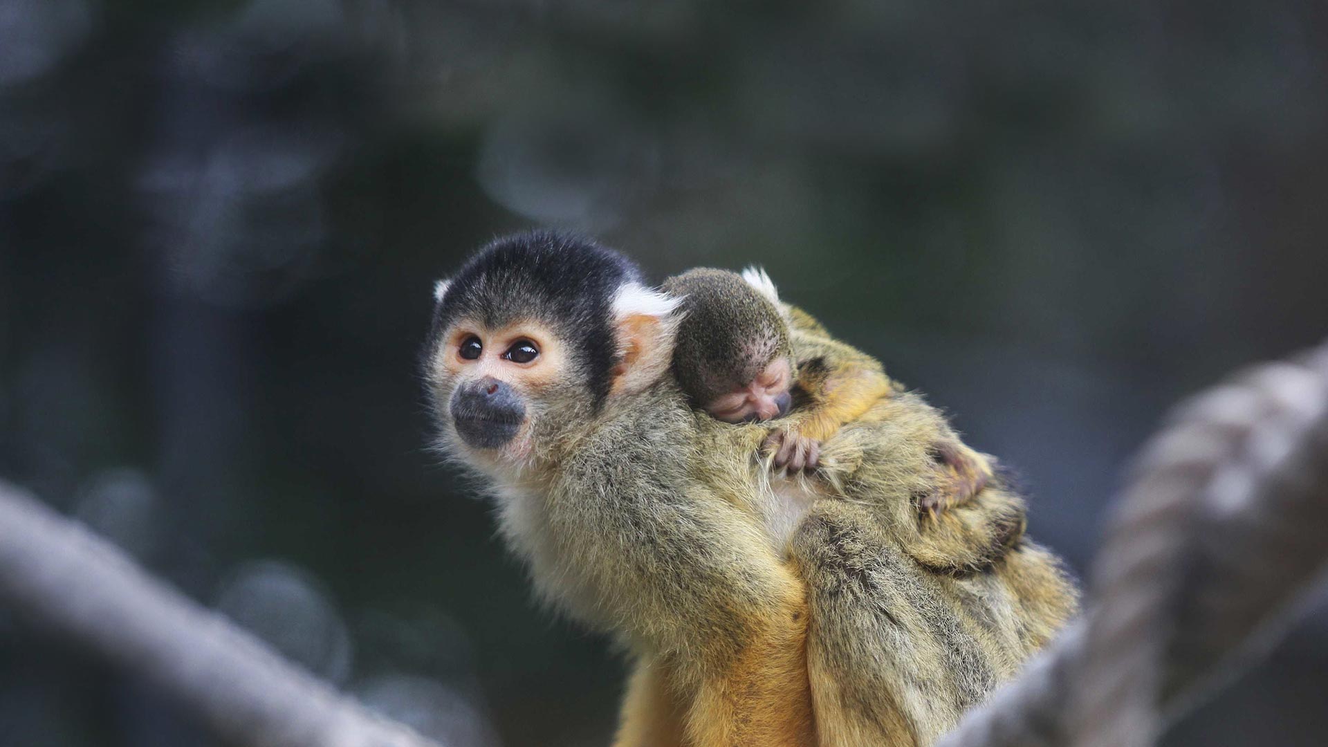 Saïmiri de Bolivie ⋆ Zoo de Mulhouse, parc zoologique et botanique
