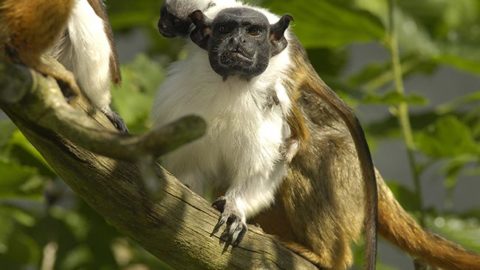 Tamarin bicolore ⋆ Zoo de Mulhouse, parc zoologique et botanique