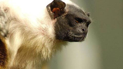 Tamarin bicolore ⋆ Zoo de Mulhouse, parc zoologique et botanique