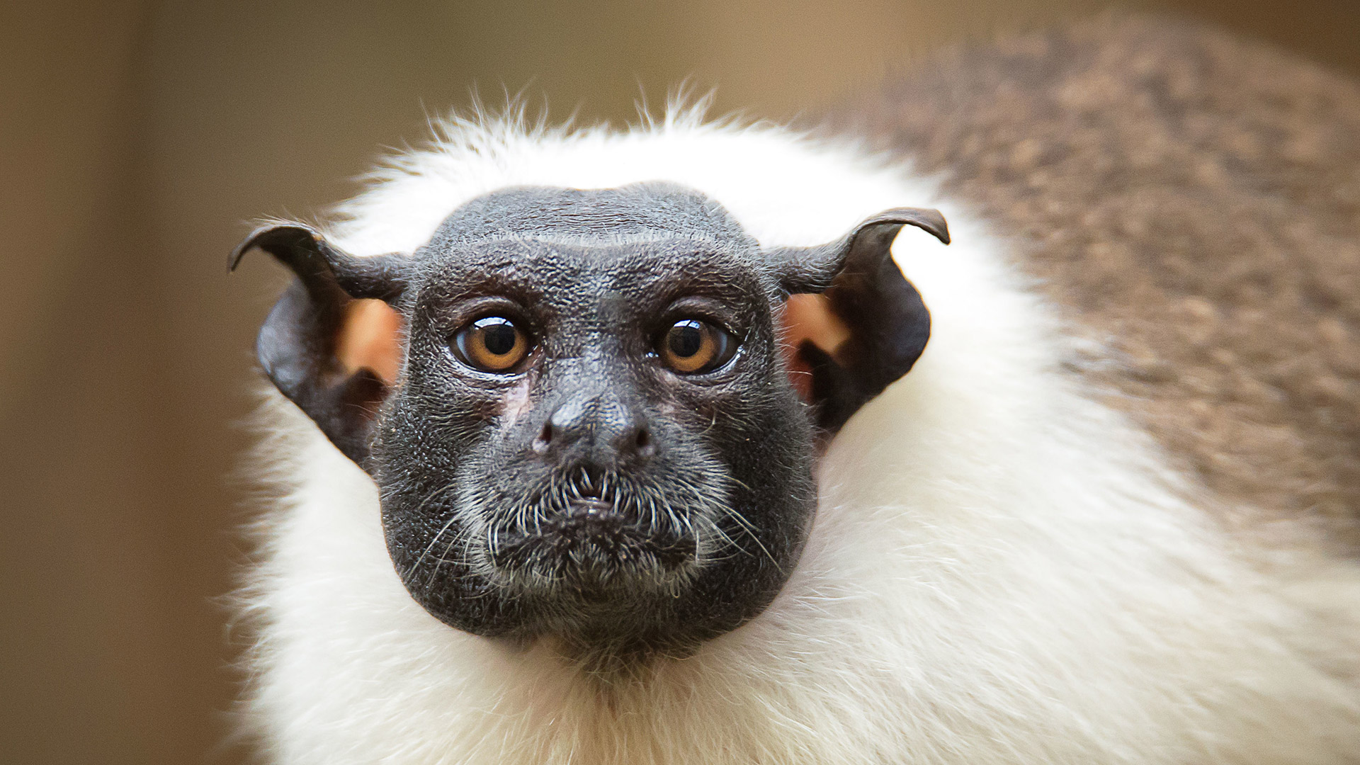 Tamarin bicolore ⋆ Zoo de Mulhouse, parc zoologique et botanique