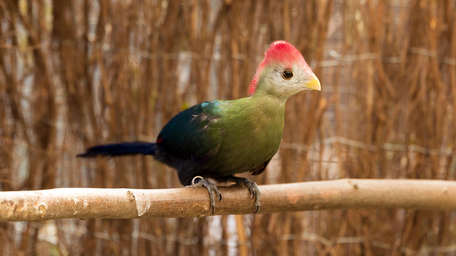 Fischer's turaco ⋆ Mulhouse Zoo, zoological and botanical park