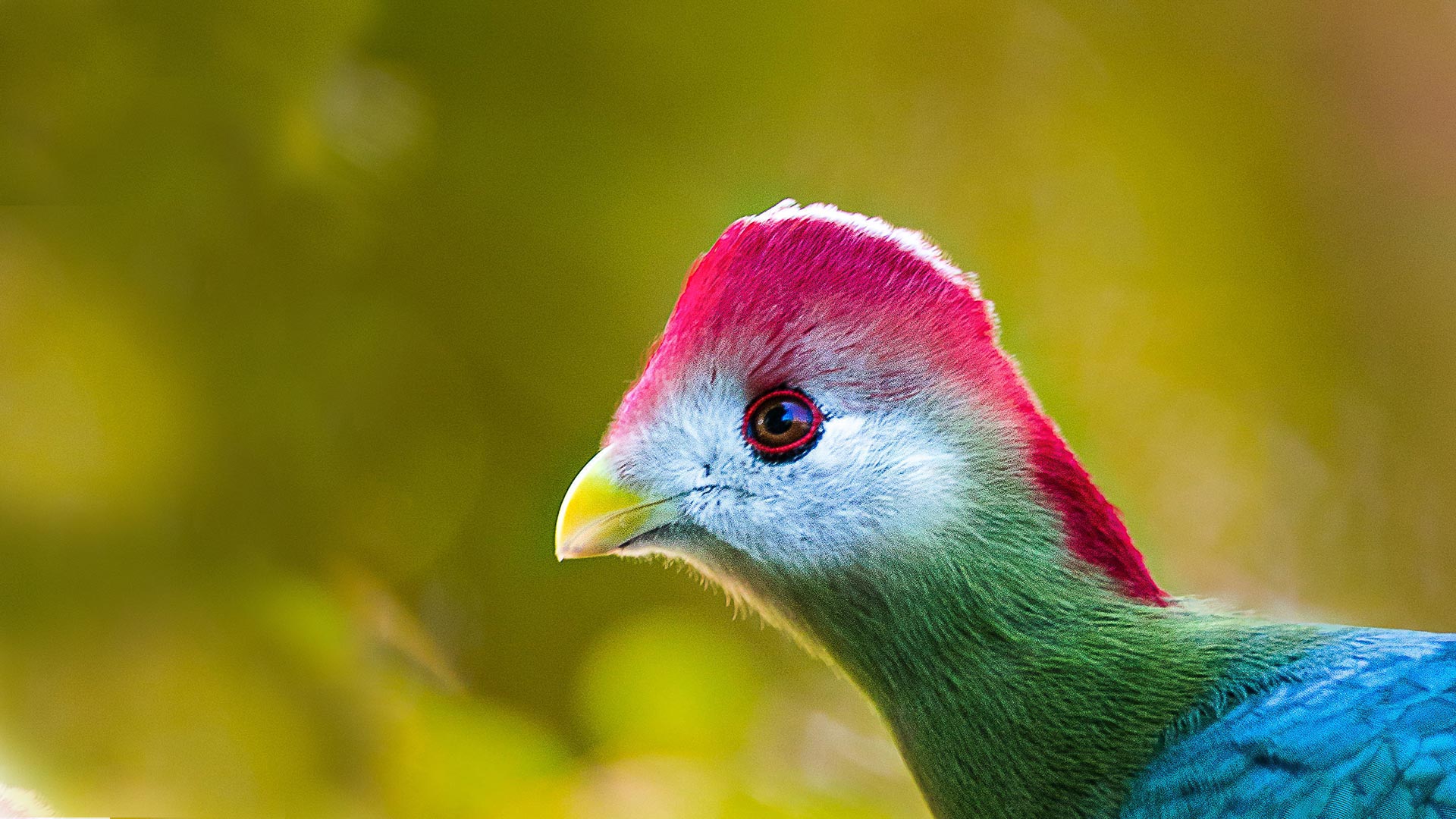 Red-crested turaco ⋆ Mulhouse Zoo, zoological and botanical park
