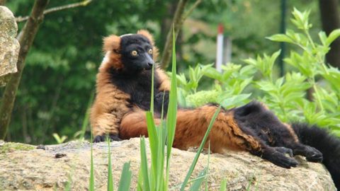 Vari roux ⋆ Zoo de Mulhouse, parc zoologique et botanique