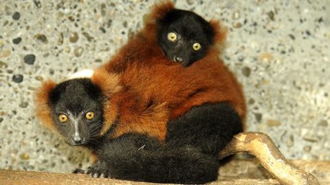 Vari roux ⋆ Zoo de Mulhouse, parc zoologique et botanique