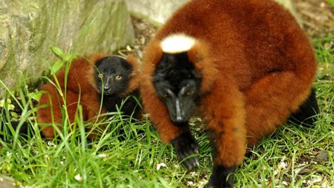 Vari roux ⋆ Zoo de Mulhouse, parc zoologique et botanique
