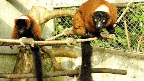 Vari roux ⋆ Zoo de Mulhouse, parc zoologique et botanique